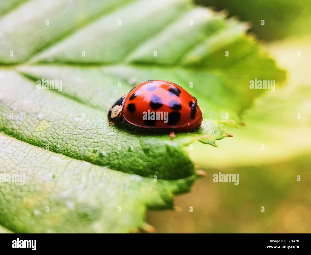 A shiny ladybug with many spots on its back is resting on a hornbeam ...
