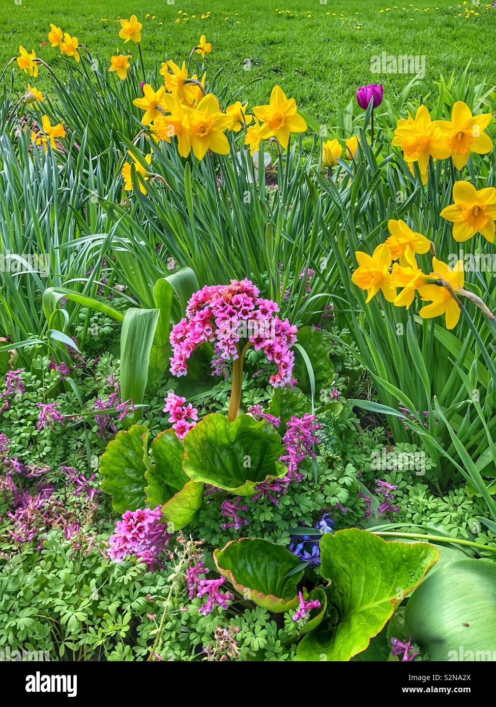 Beautiful spring flowers Stock Photo - Alamy