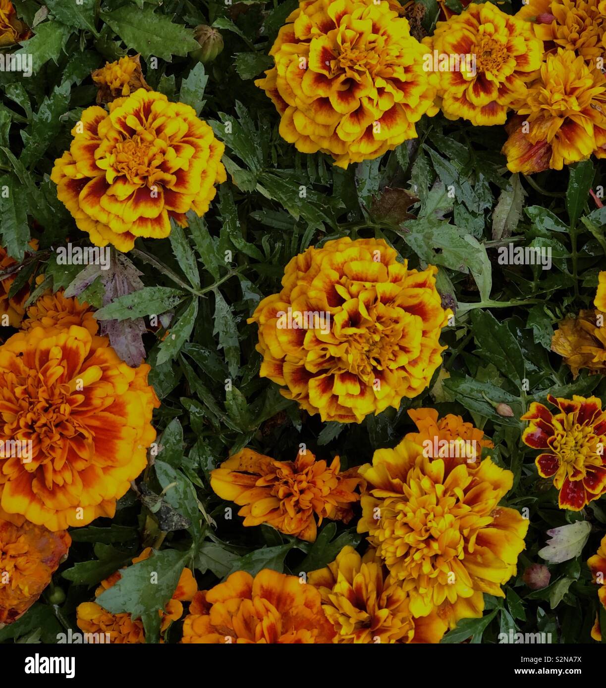 Yellowish hi-res stock photography and images - Alamy