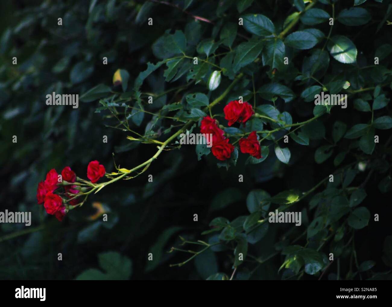 Roses from a Bush Stock Photo - Alamy