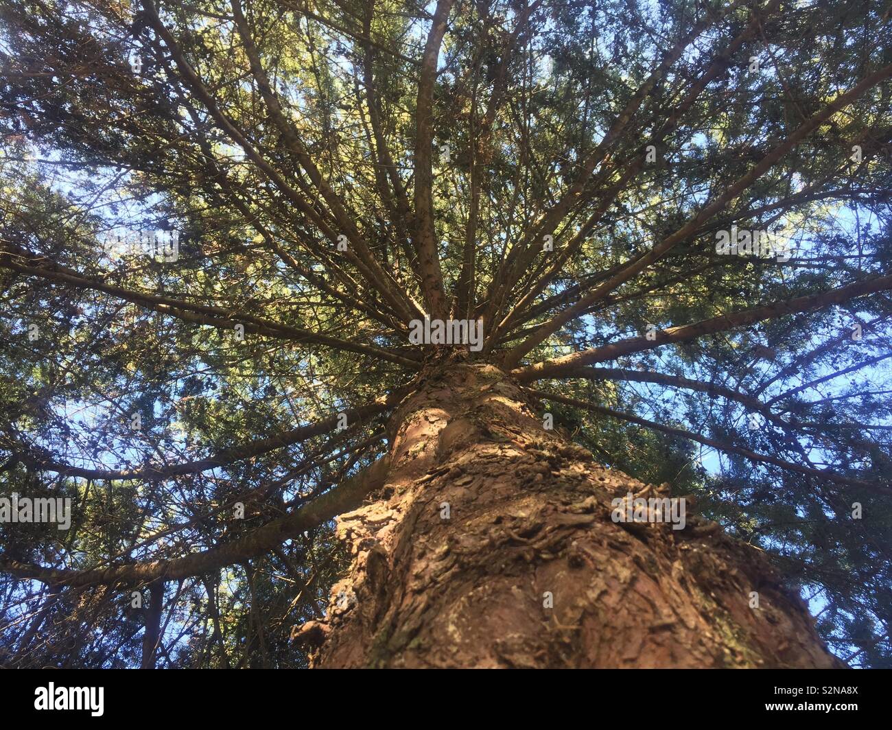Araucaria tree hi-res stock photography and images - Alamy