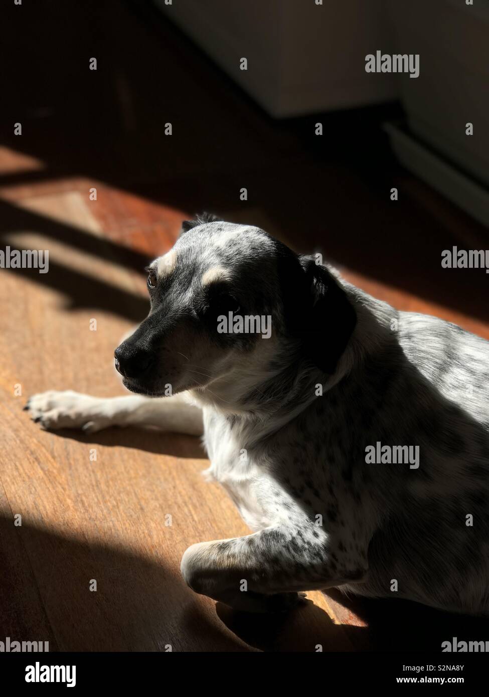 Dog laying in the sun hi-res stock photography and images - Alamy