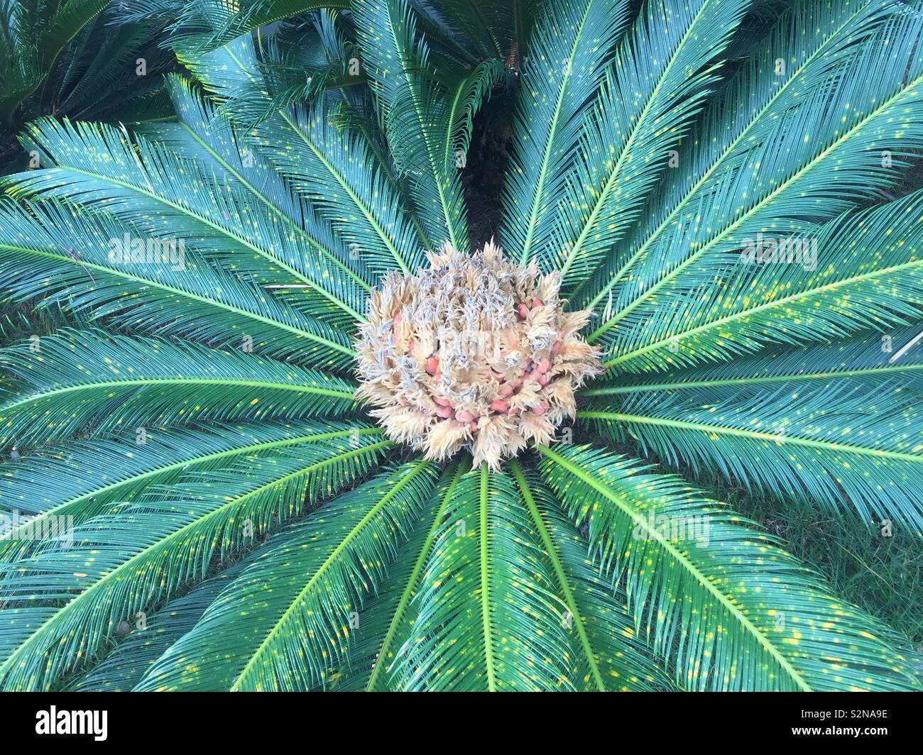Young palm tree hi-res stock photography and images - Alamy