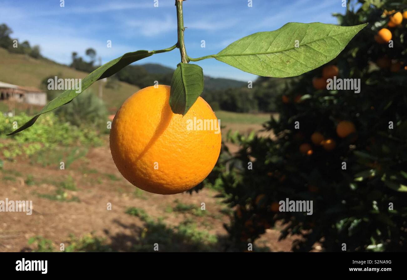 Orange in a farm Stock Photo - Alamy