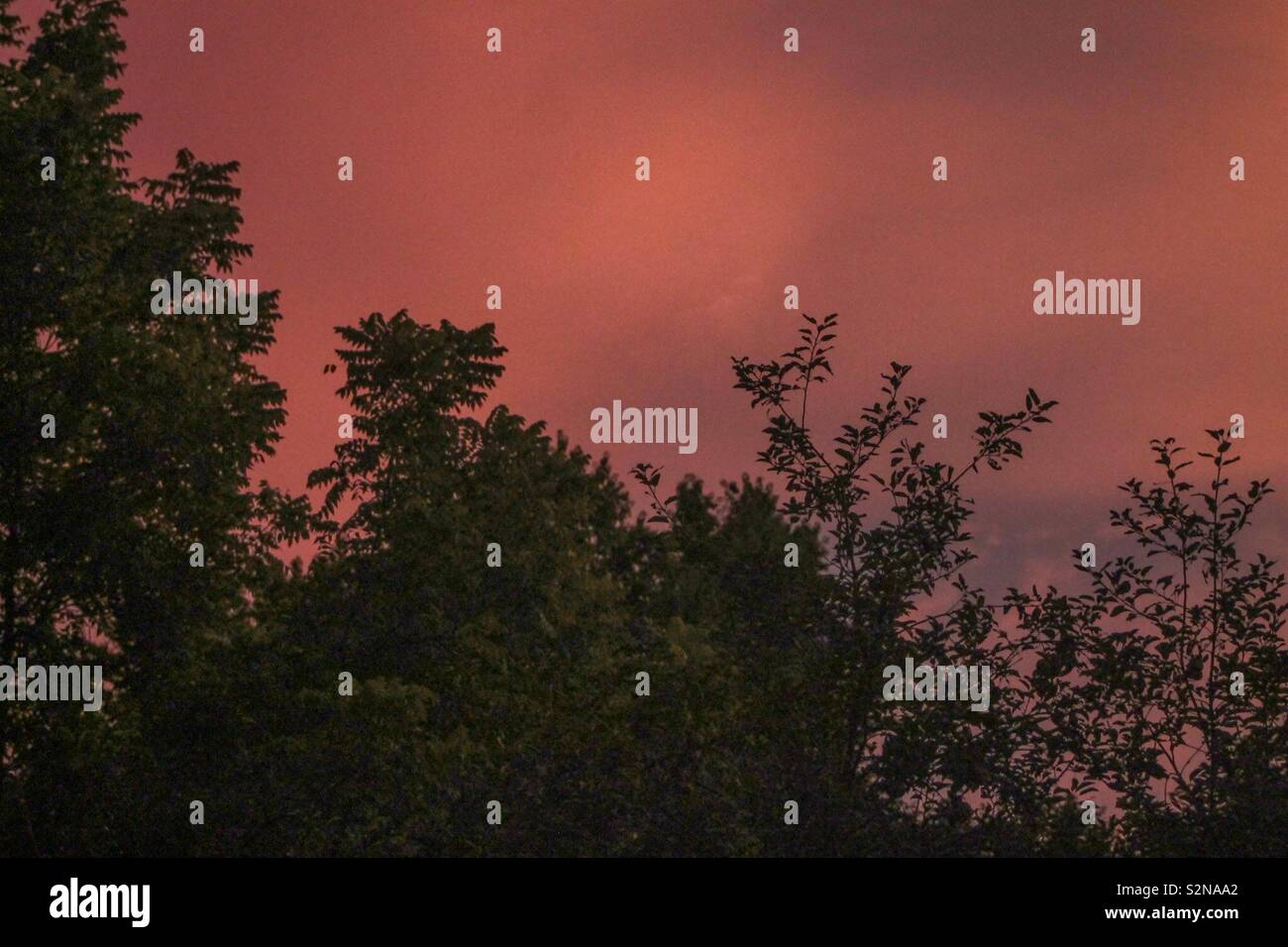 Trees in front of Sunset Stock Photo - Alamy