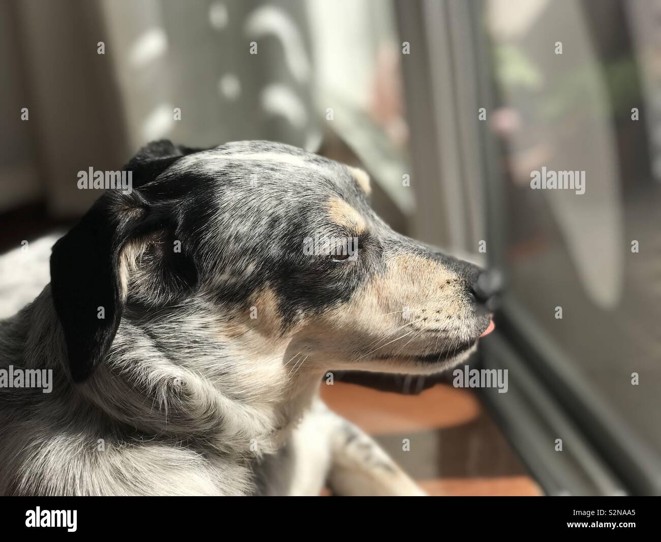 Dog staring outside Stock Photo - Alamy