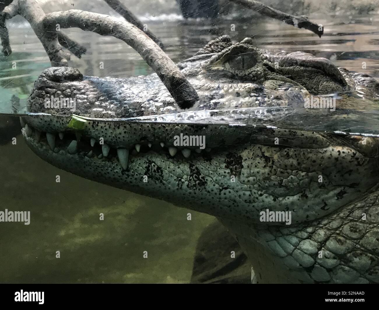 Alligator Tank High Resolution Stock Photography and Images - Alamy