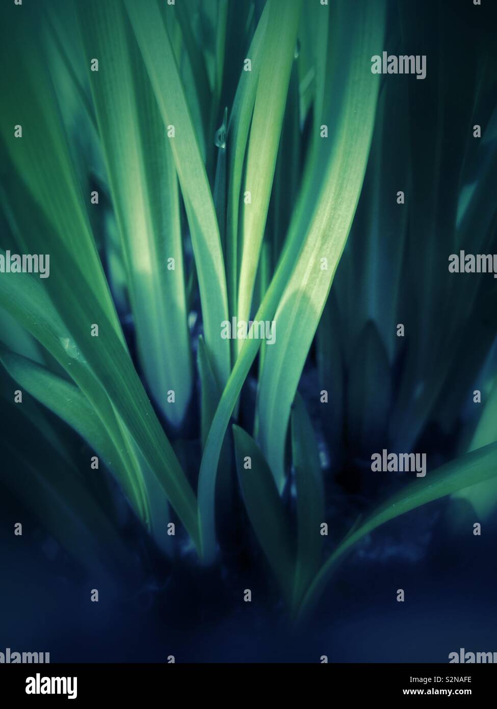 Long and slender leaves hi-res stock photography and images - Alamy