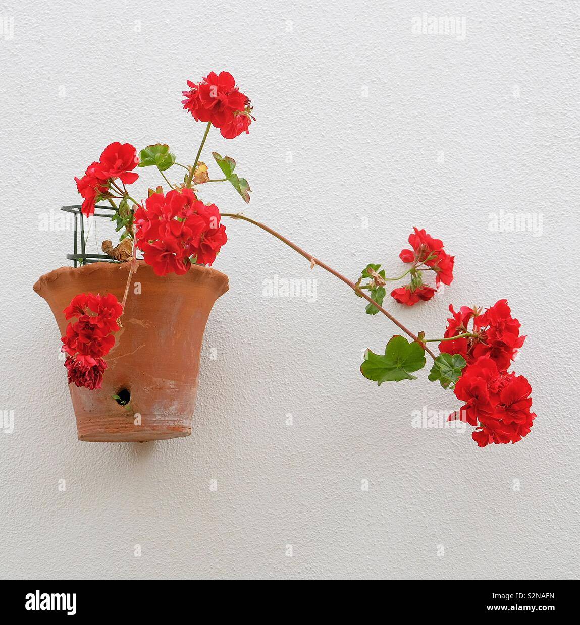 Red and white geranium hi-res stock photography and images - Alamy