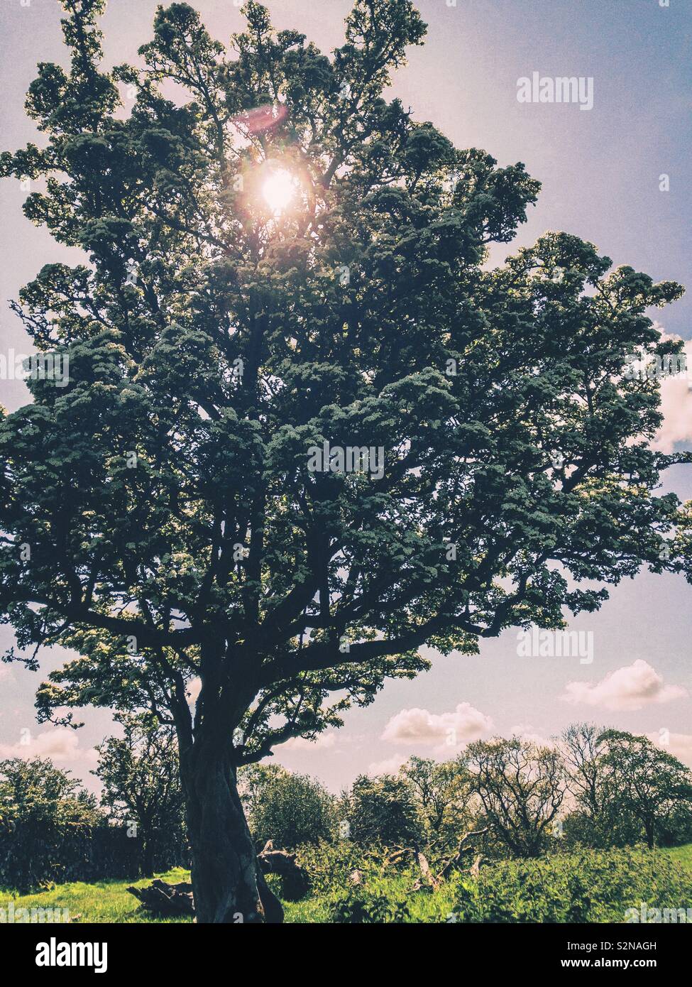 Old thorn tree hi-res stock photography and images - Alamy