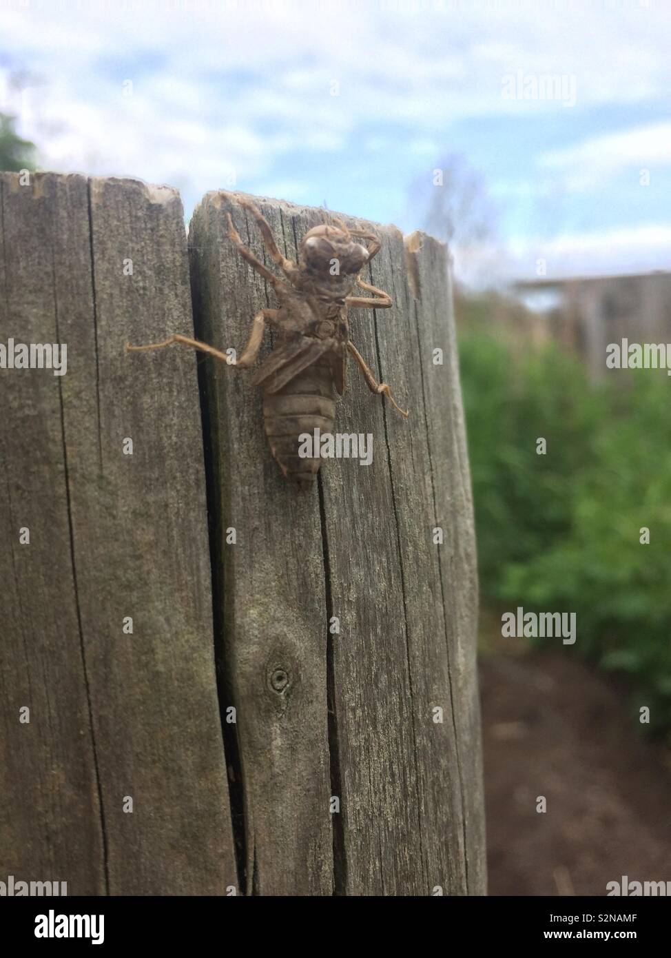 Dragonfly nymph hi-res stock photography and images - Alamy