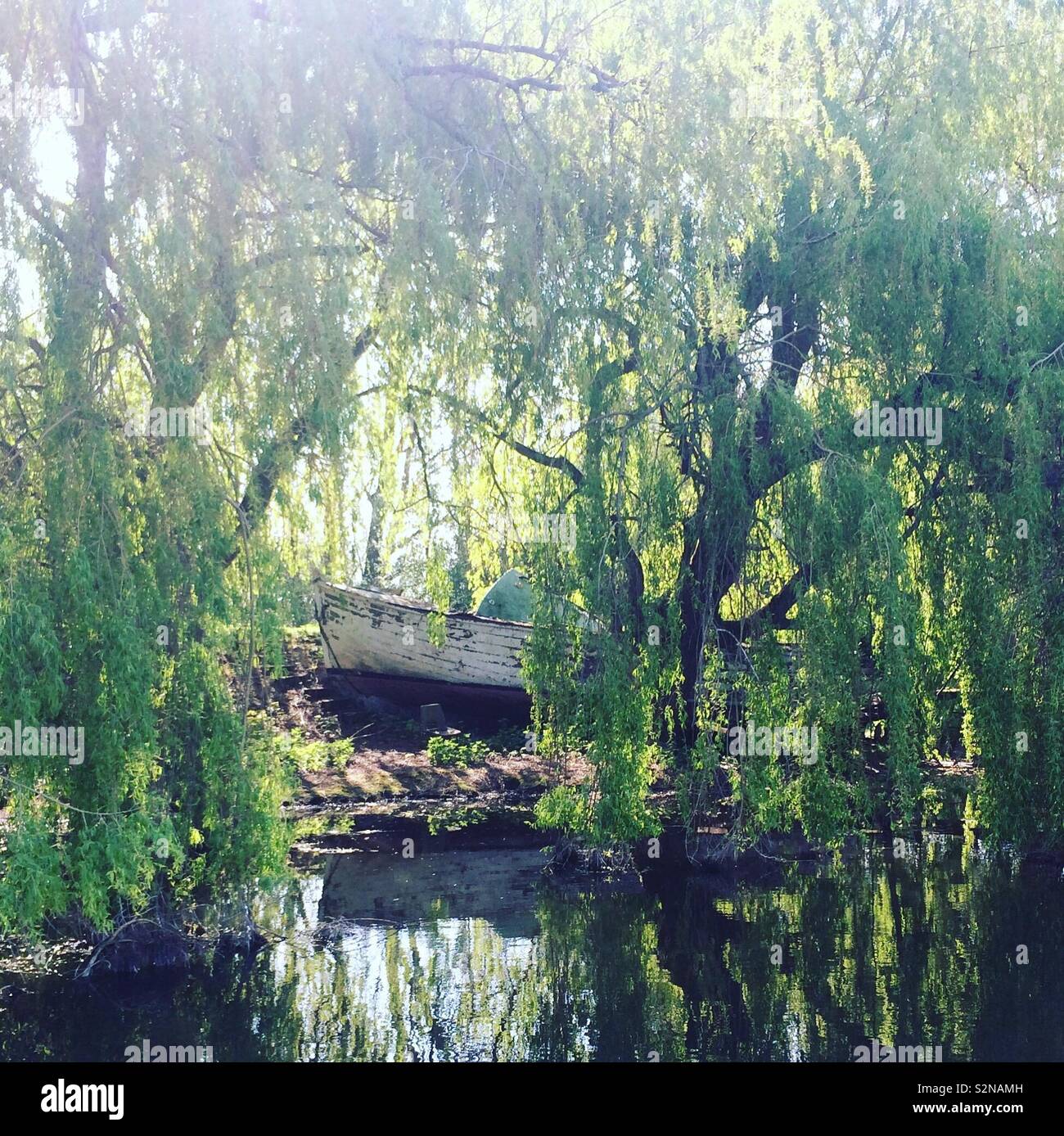 Secret willow tree boat Stock Photo - Alamy