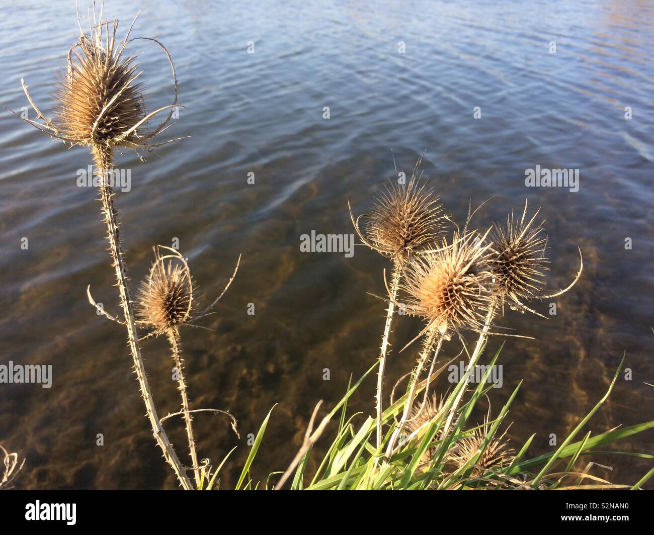 Spikes plants hi-res stock photography and images - Alamy
