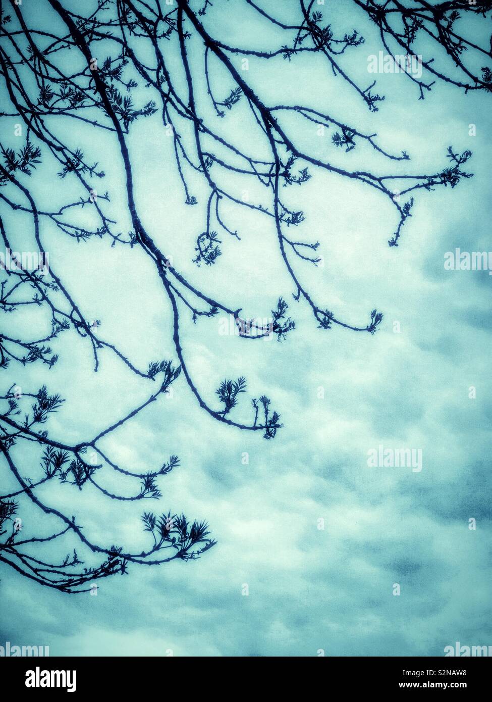 Ash tree silhouette hi-res stock photography and images - Alamy