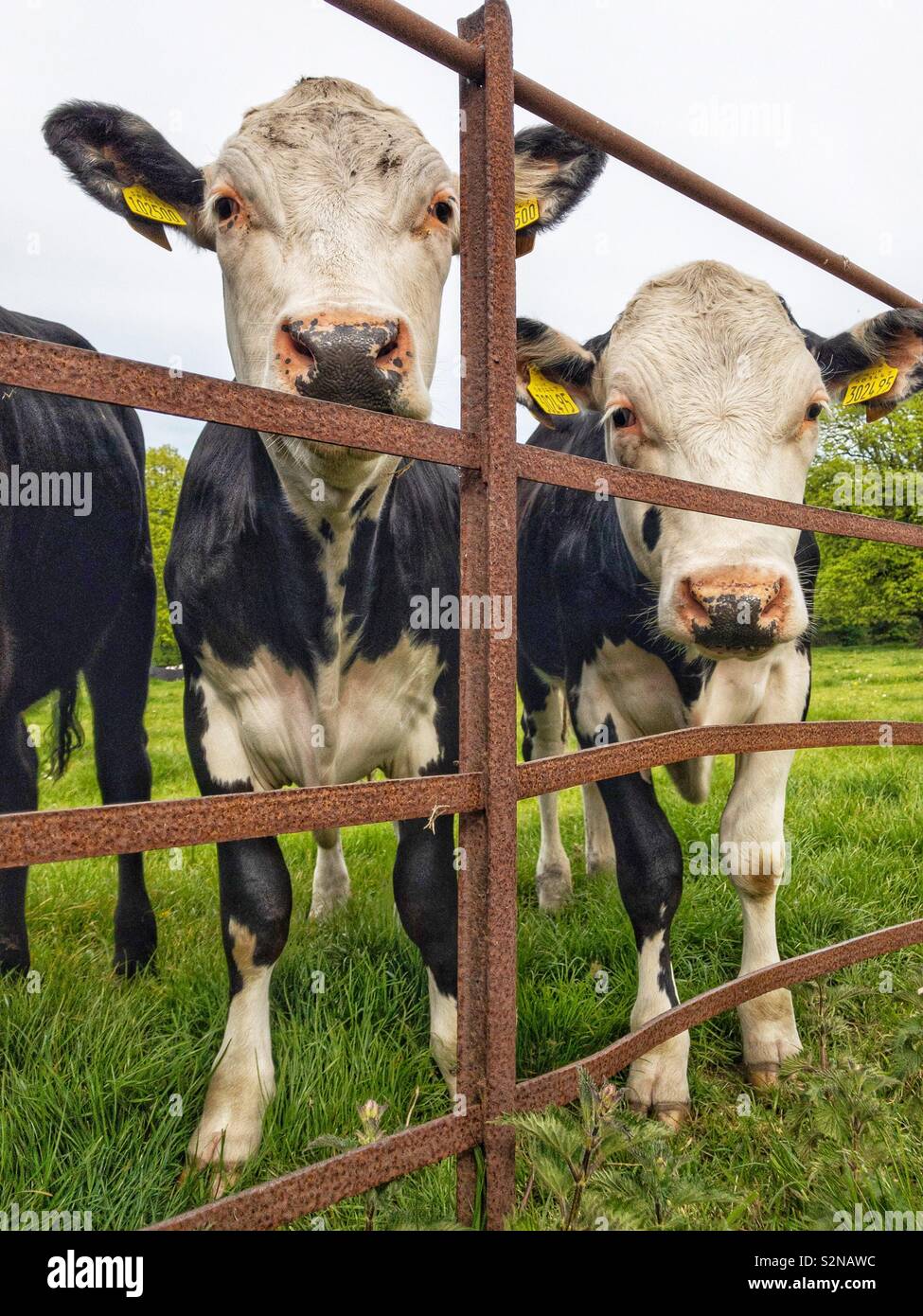 Forward facing cow hi-res stock photography and images - Alamy