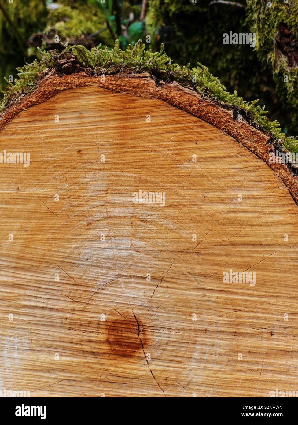 Sawn log hi-res stock photography and images - Alamy