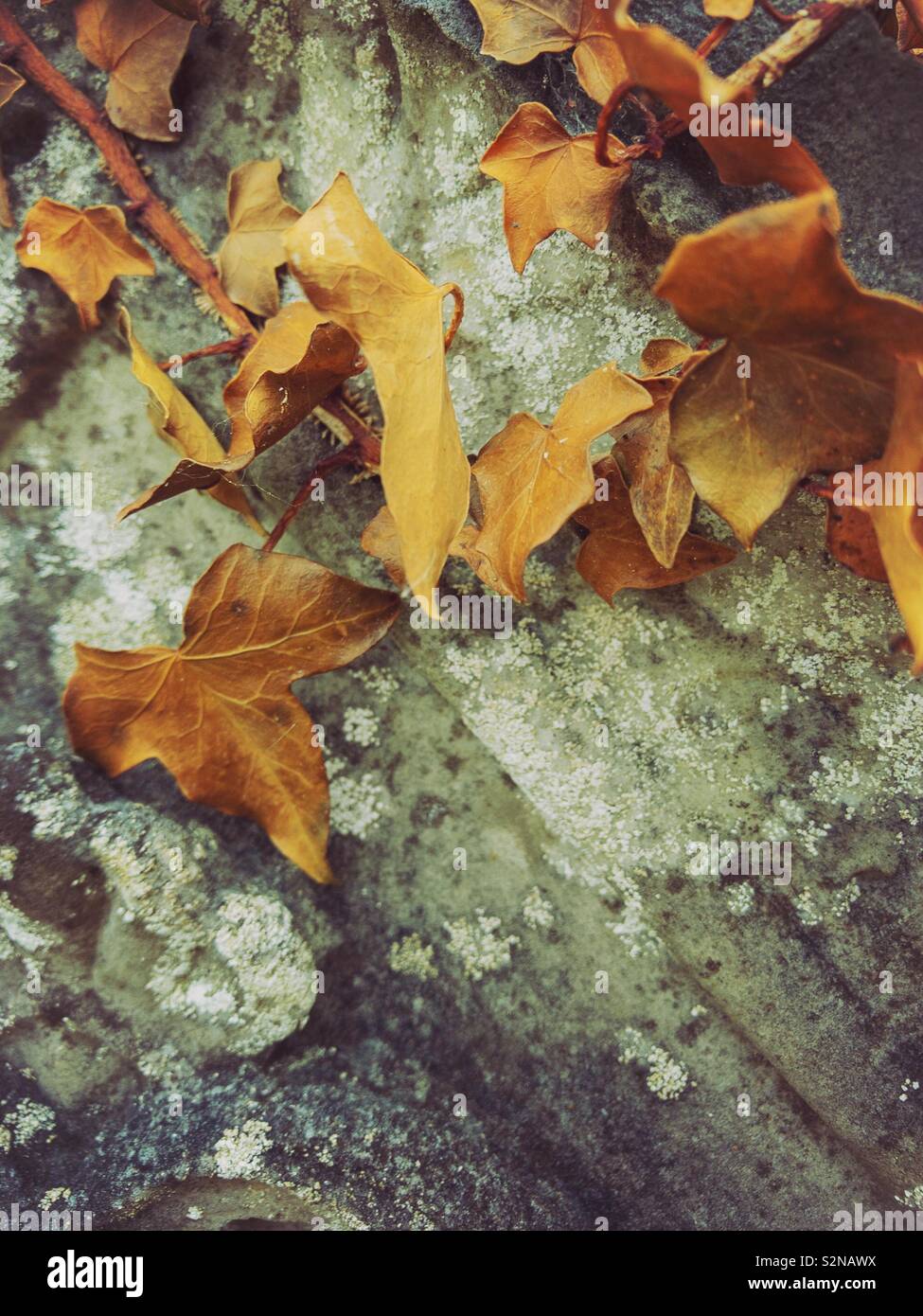 Dead ivy leaves on an old stone wall Stock Photo - Alamy