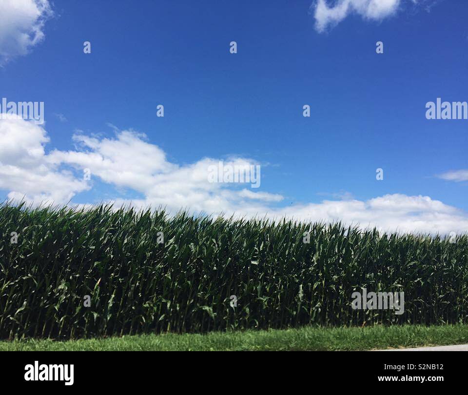 Cornstalk leaves hi-res stock photography and images - Alamy