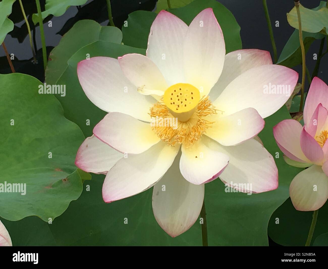 Lotus flower meditation hi-res stock photography and images - Alamy