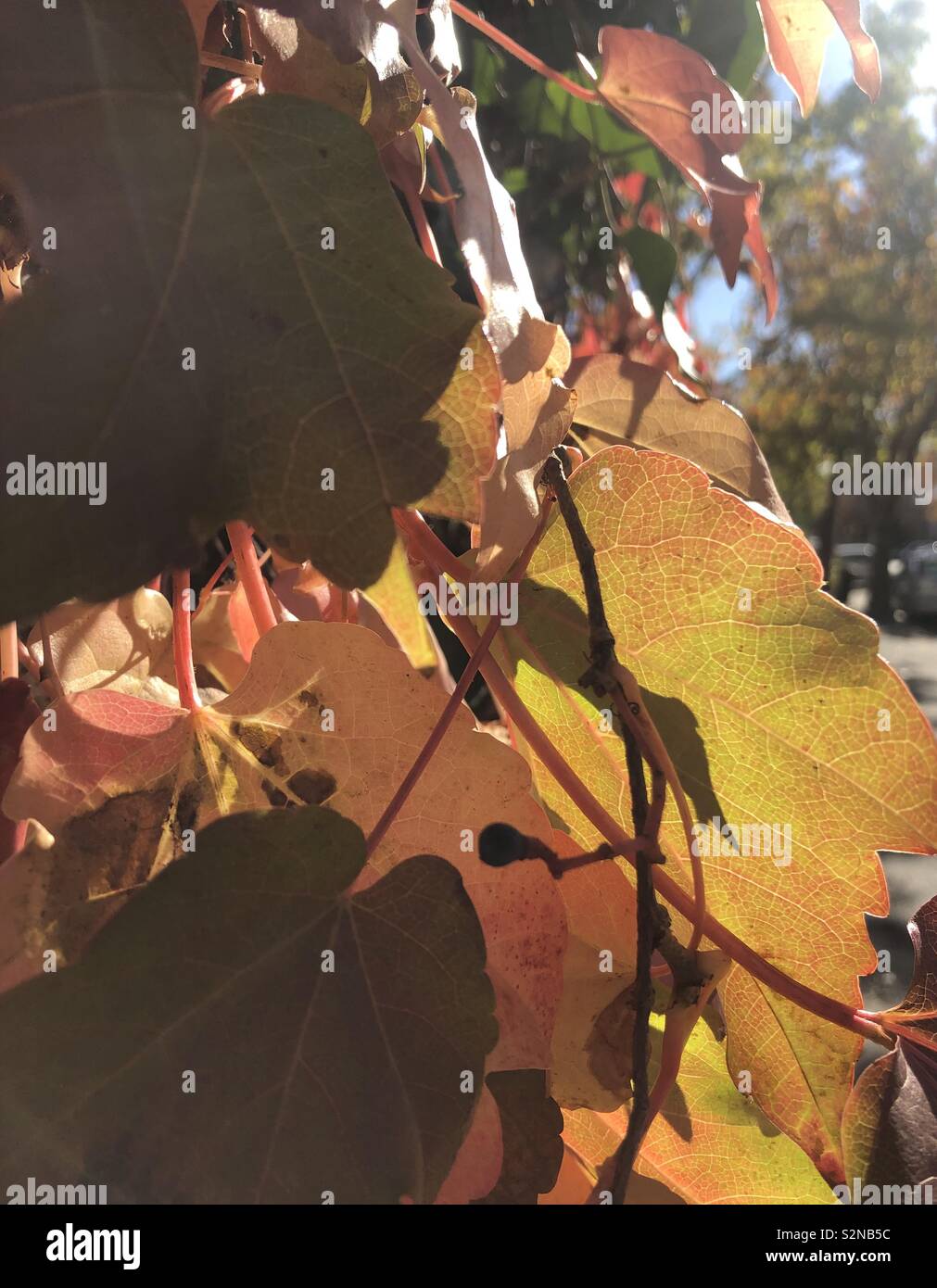 Autumn leaves in dappled light Stock Photo - Alamy