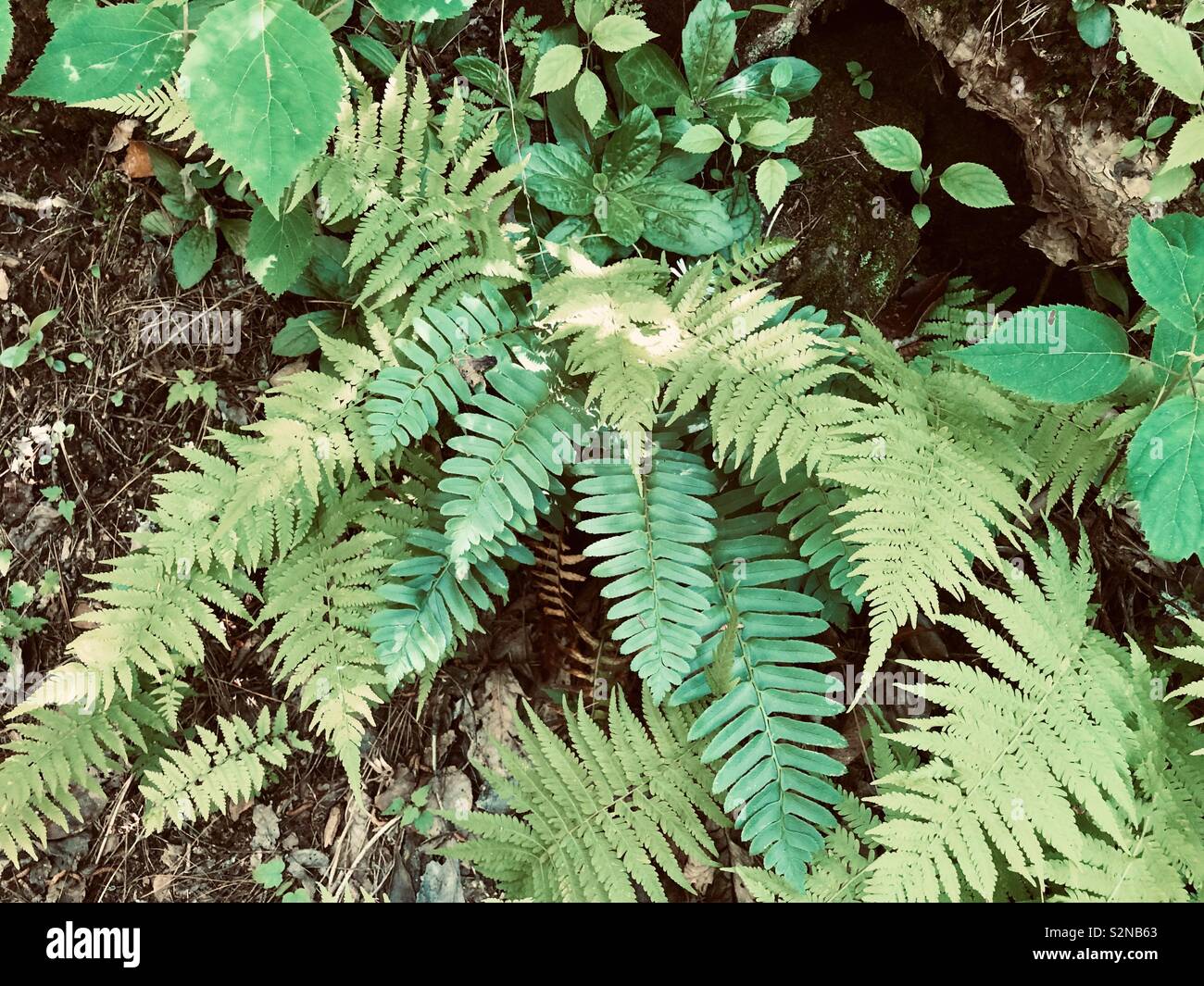 Patch of ferns illuminated with filtered sunlight in a forest Stock ...