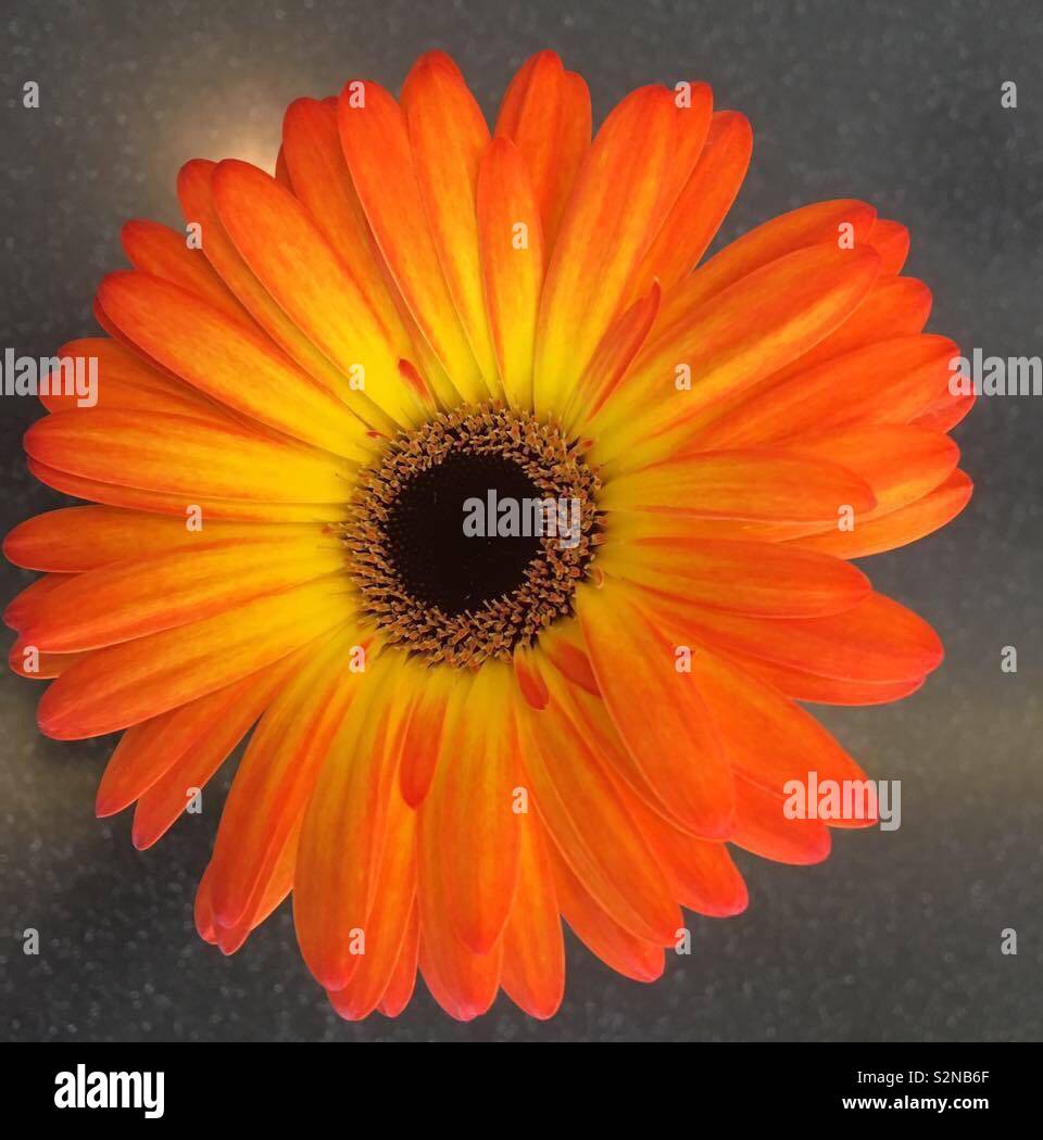 Orange Gebera flower Stock Photo - Alamy