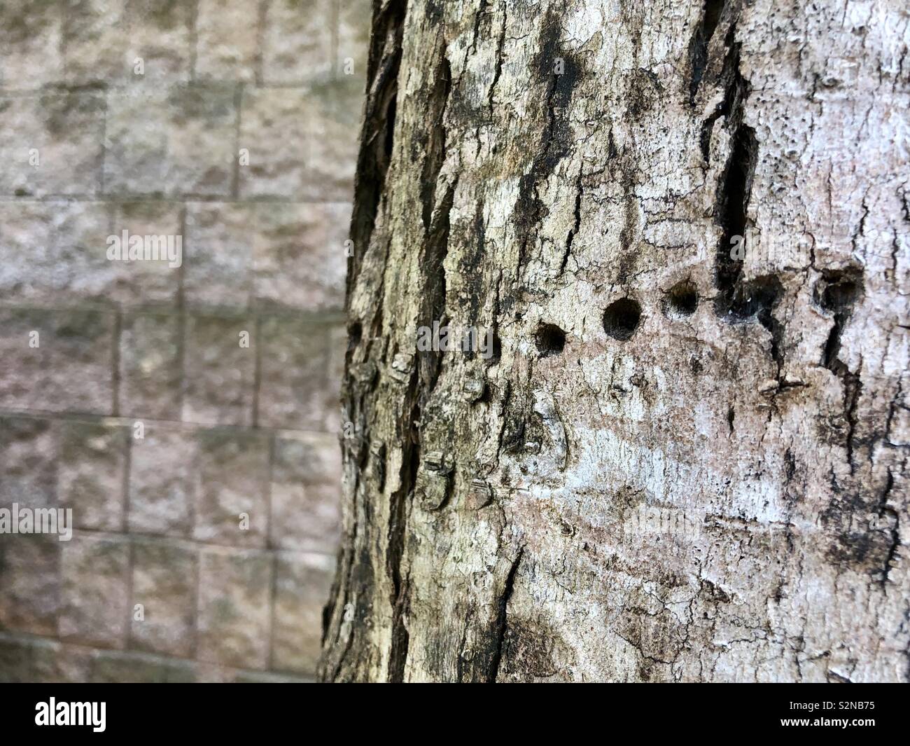 Tree bark holes hi-res stock photography and images - Alamy