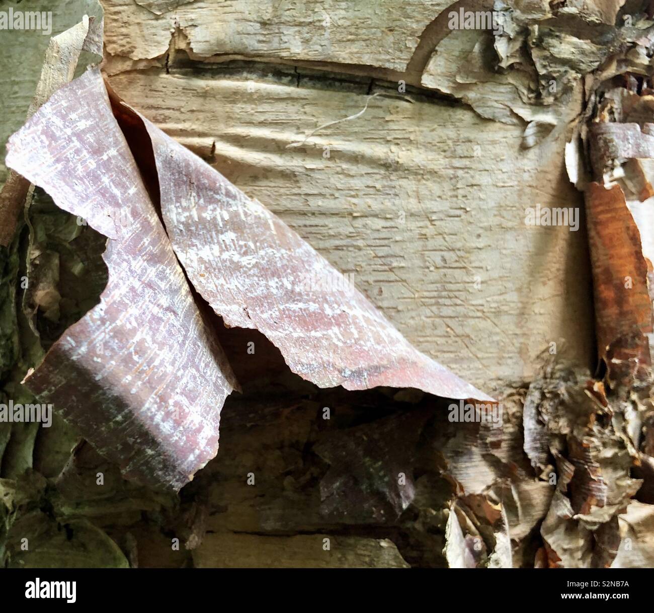 River Birchbark detail Stock Photo - Alamy