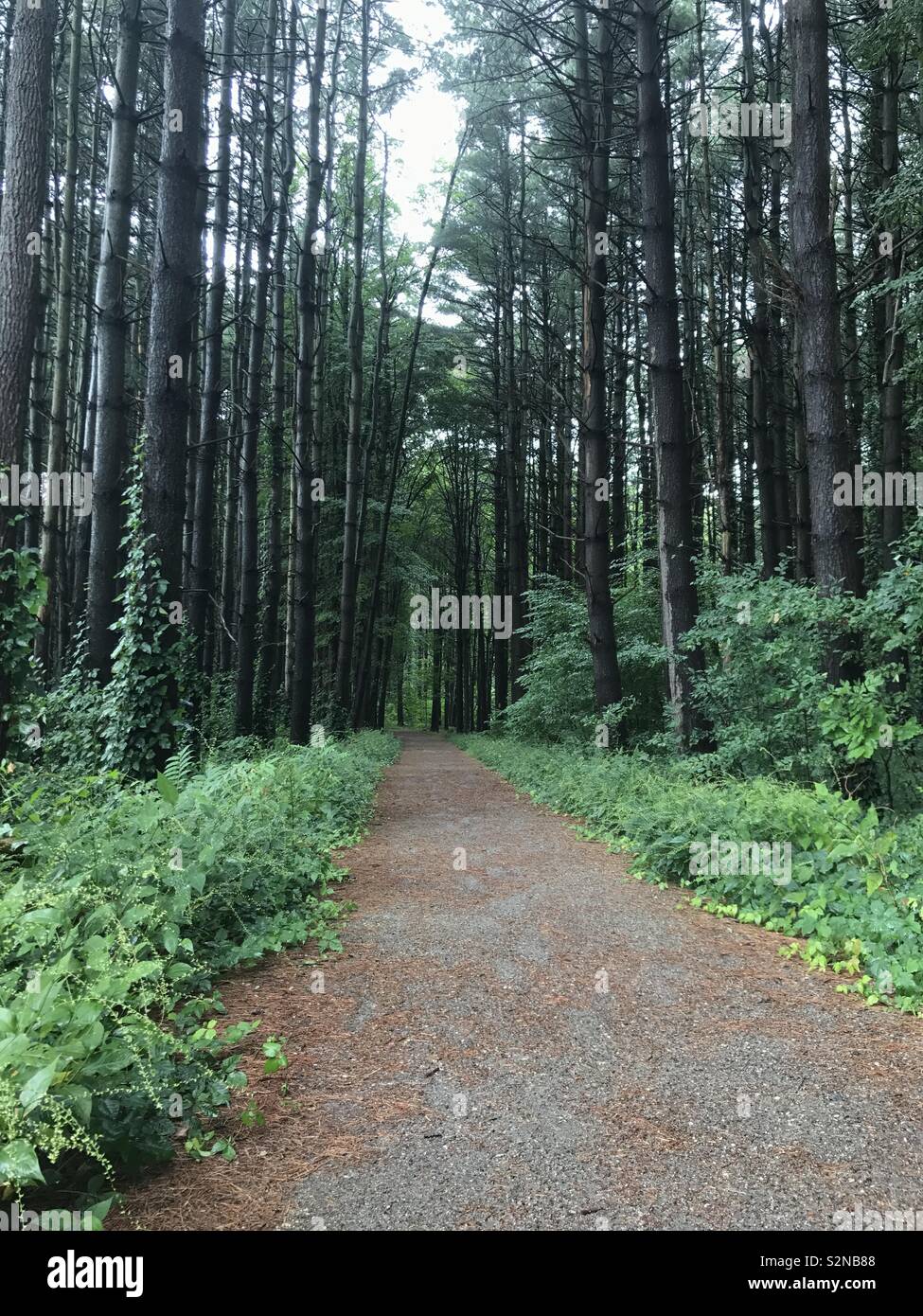 Hiking trail in the woods hi-res stock photography and images - Alamy