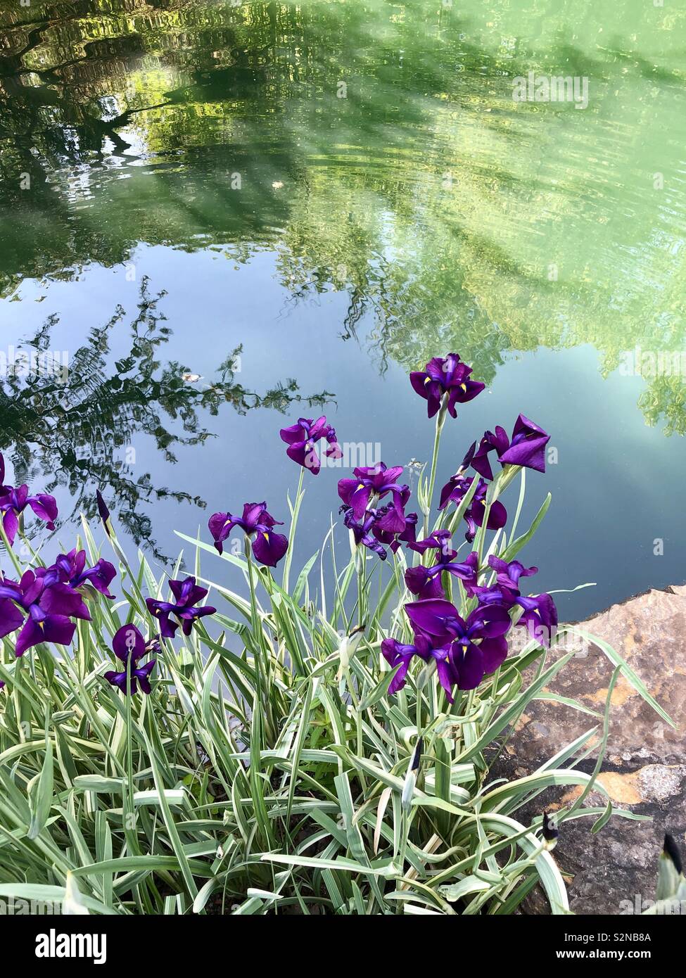 Plants reflection ponds hi-res stock photography and images - Alamy