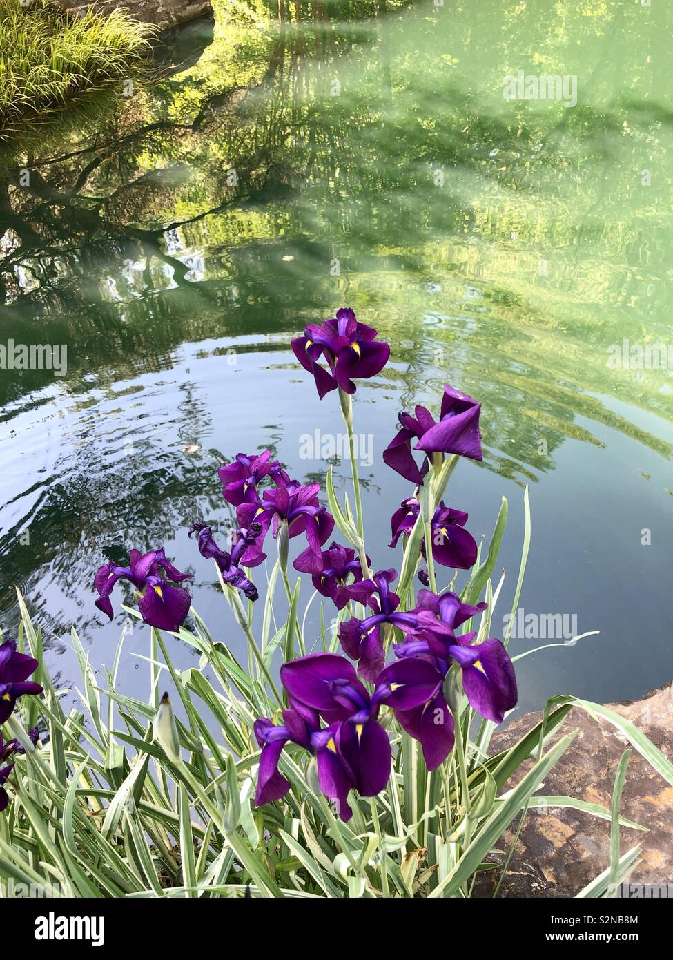 Water irises at edge of reflection pond Stock Photo - Alamy