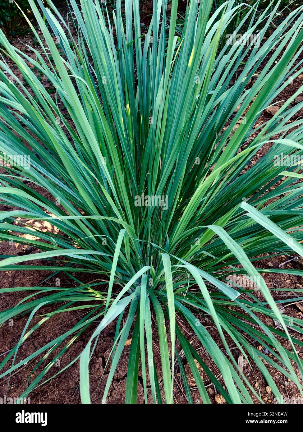 Cymbopogon citratus hi-res stock photography and images - Alamy
