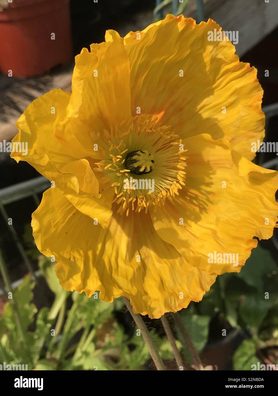 Yellow poppy hi-res stock photography and images - Alamy
