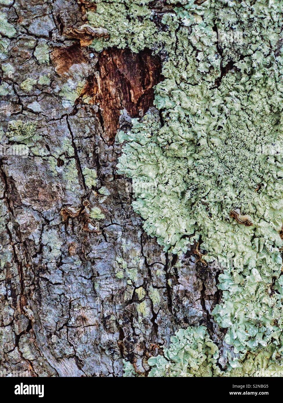 Green lichen on bark of an old oak tree Stock Photo - Alamy