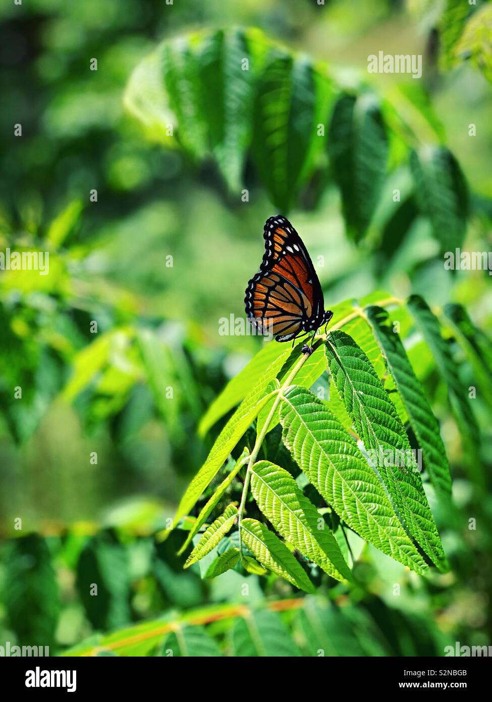 Butterfly outside nature hi-res stock photography and images - Alamy