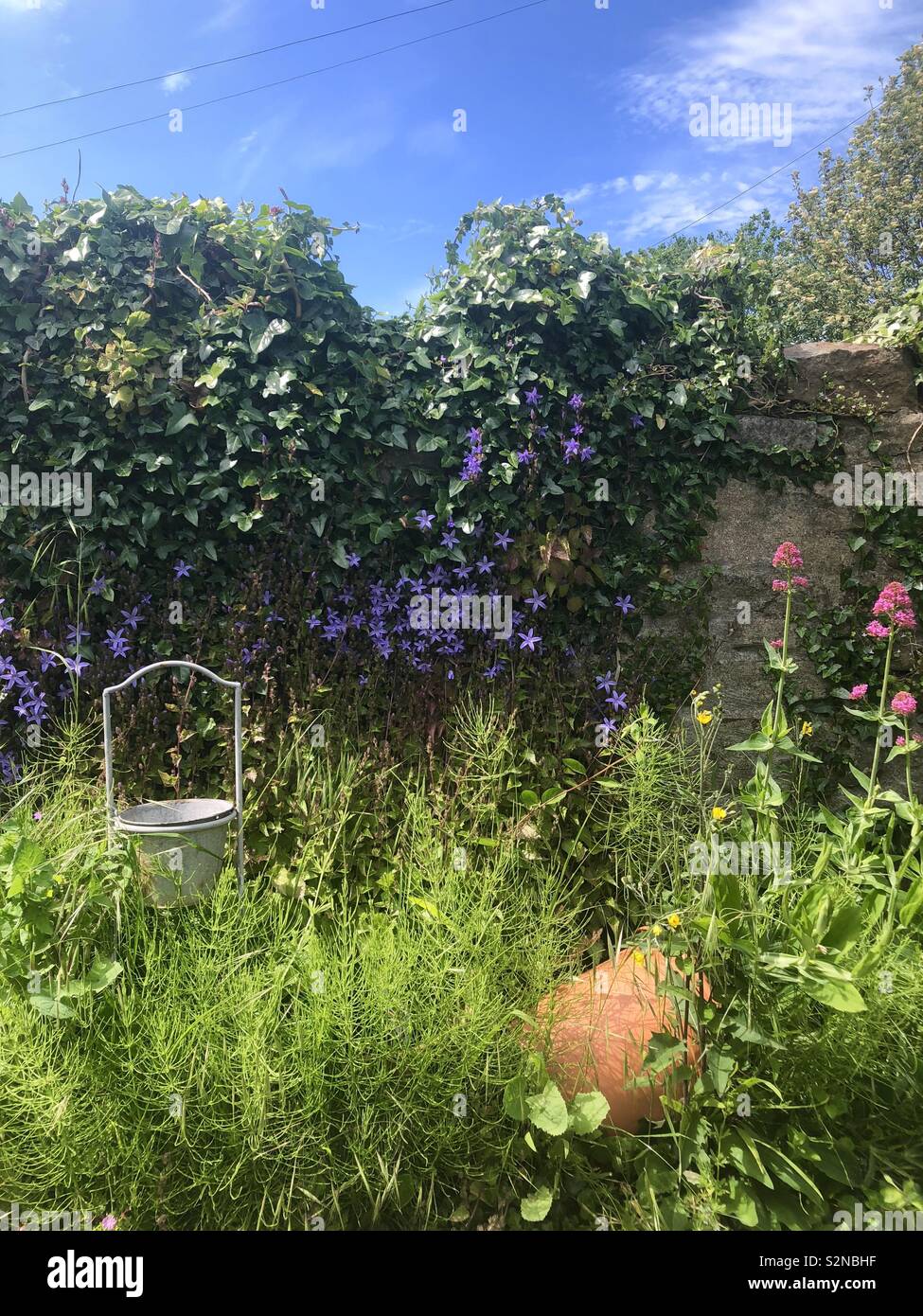 Garden overgrown hi-res stock photography and images - Alamy