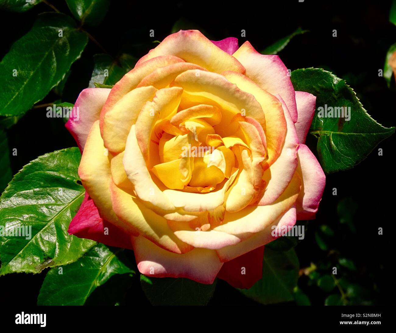 Spain Yellow Flower Stock Photos & Spain Yellow Flower Stock Images - Alamy