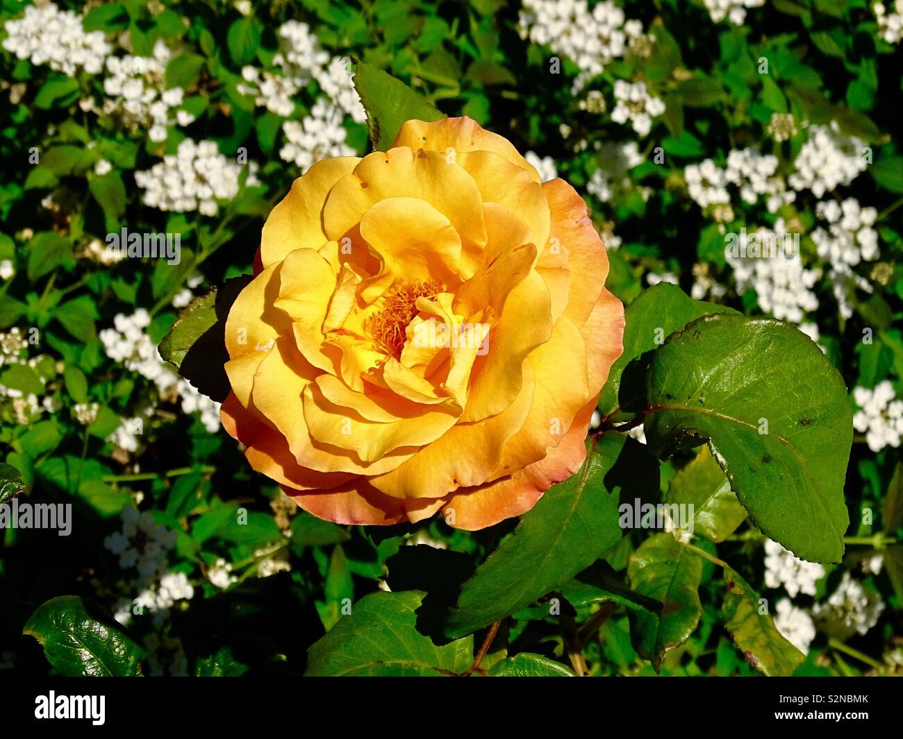 Spain Yellow Flower Stock Photos & Spain Yellow Flower Stock Images - Alamy