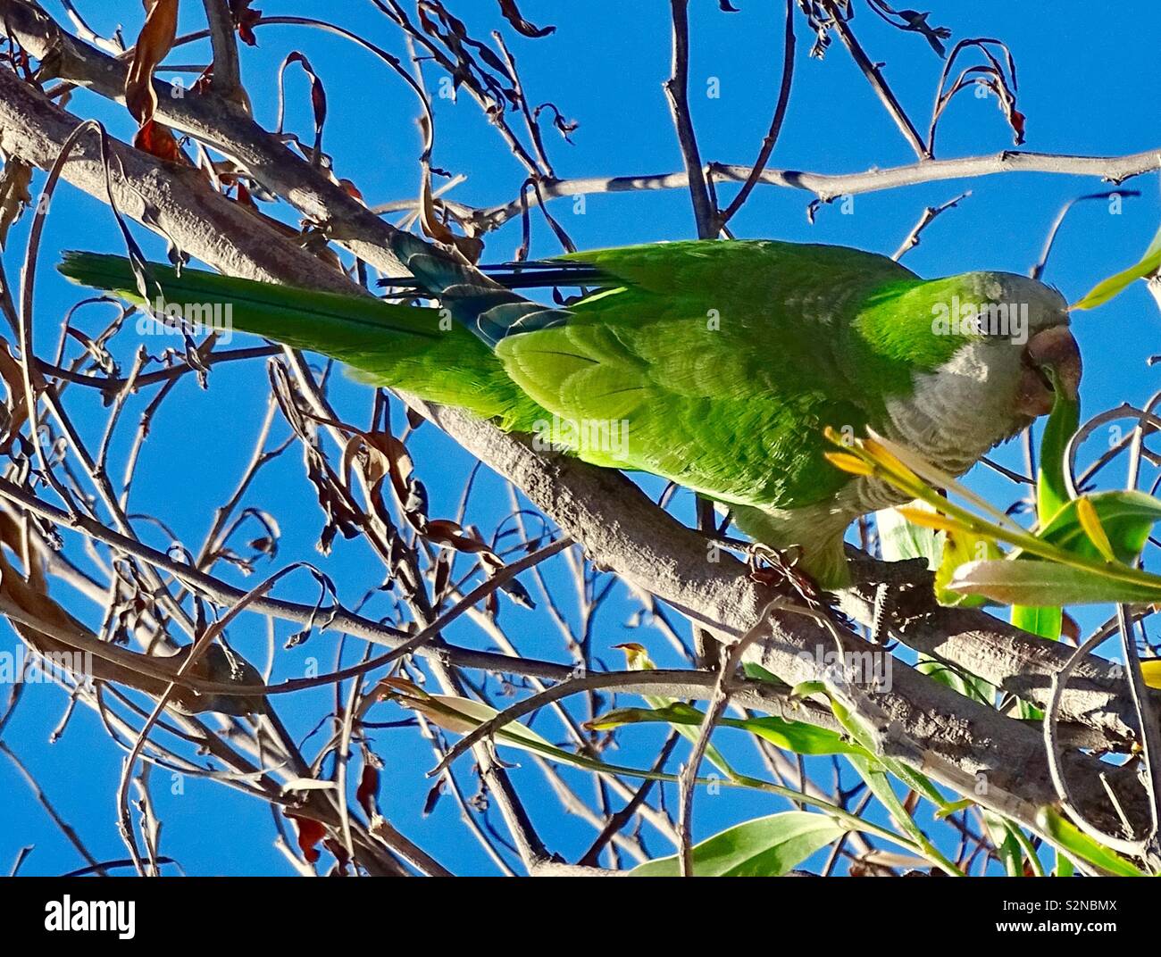 Parrot in the wild hi-res stock photography and images - Alamy