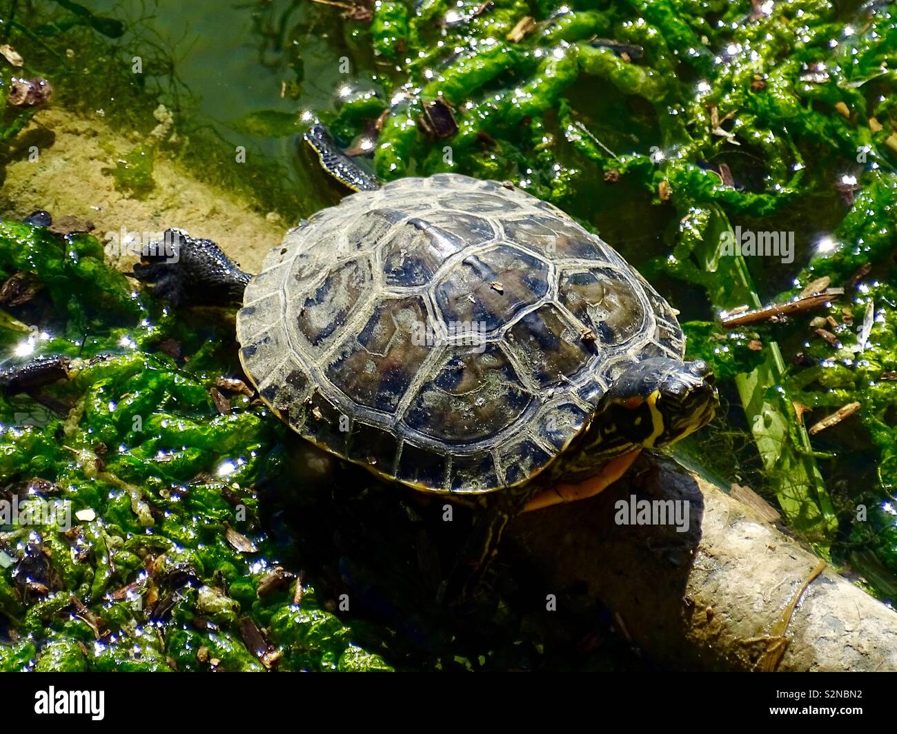 Turtle river hi-res stock photography and images - Alamy