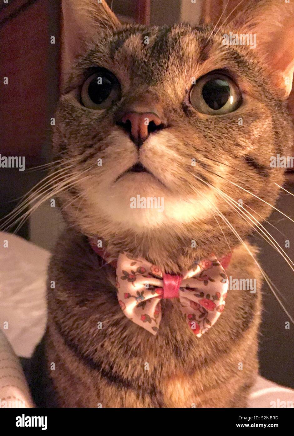 Kitties High Resolution Stock Photography and Images - Alamy