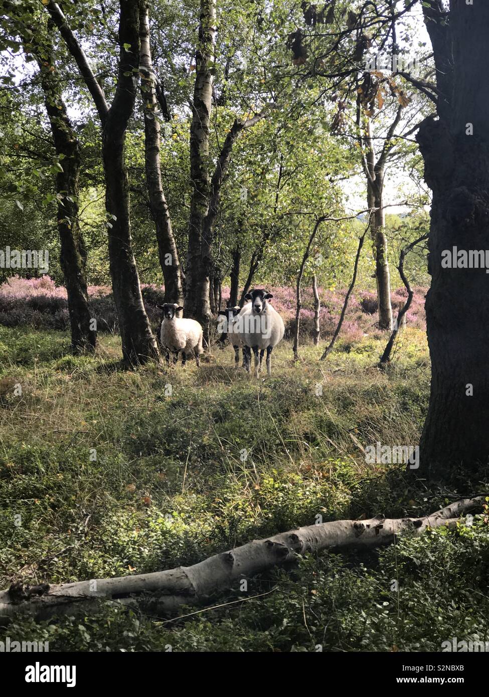 Stanton Moor Peak District High Resolution Stock Photography and Images ...