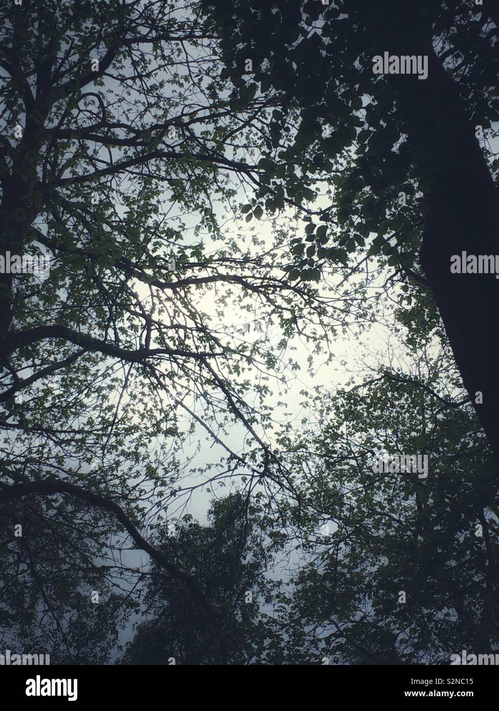 Sky view through tree canopy Stock Photo - Alamy