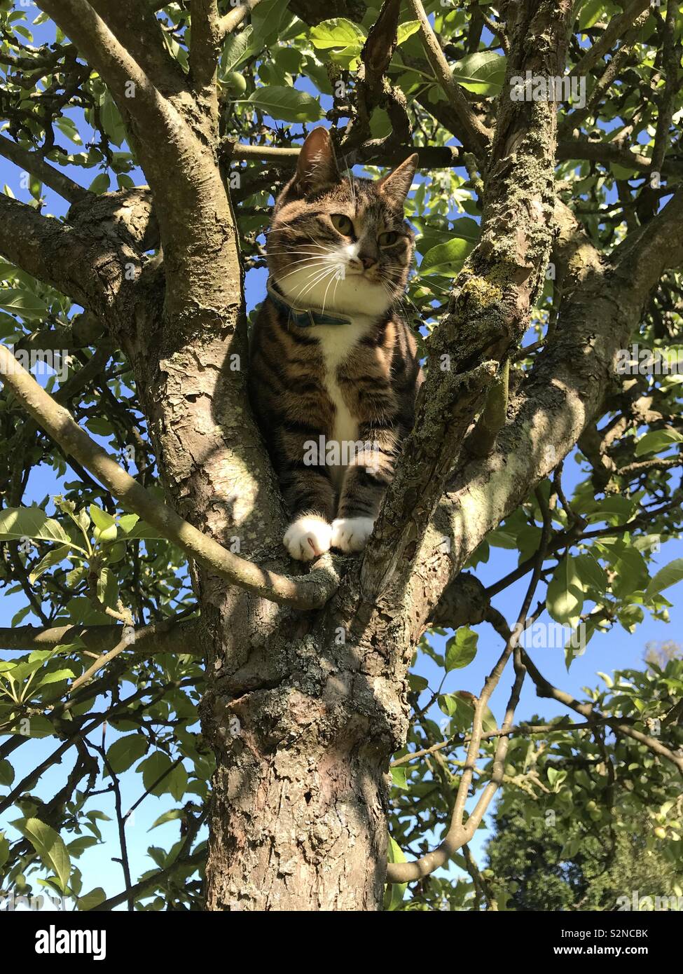 Cat in the tree hi-res stock photography and images - Alamy