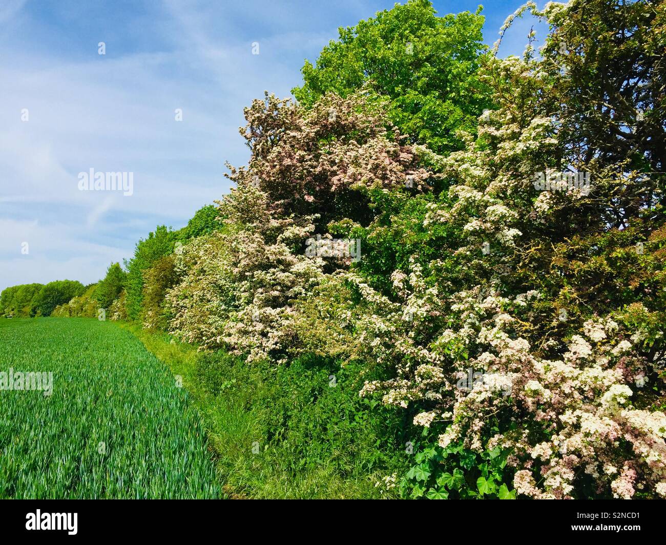 Summer hedgerow sussex hi-res stock photography and images - Alamy