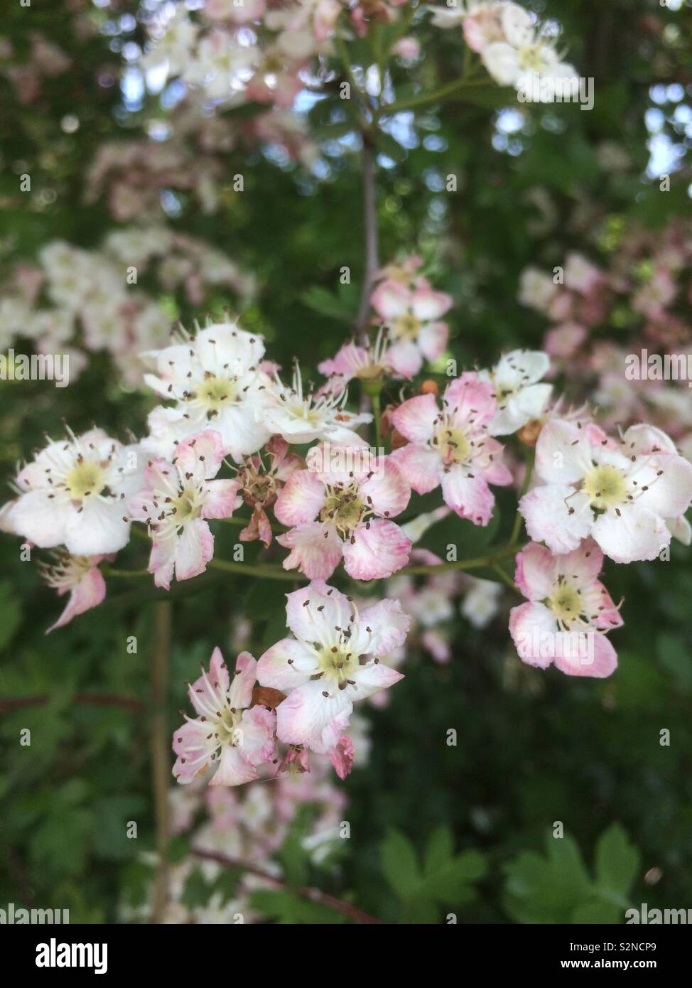English pink hawthorn hi-res stock photography and images - Alamy