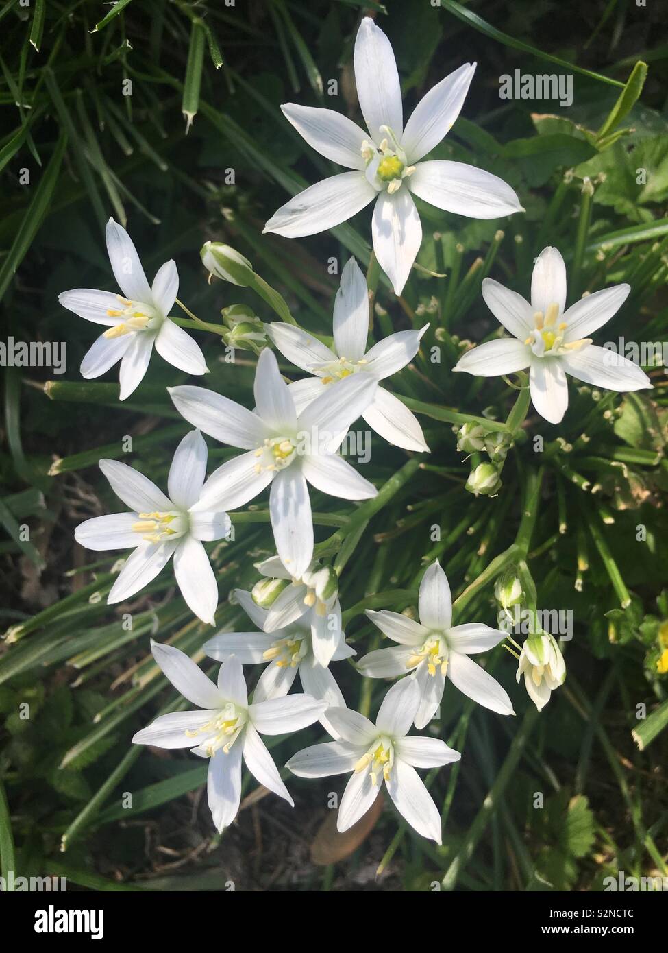 Small white wildflowers hi-res stock photography and images - Alamy