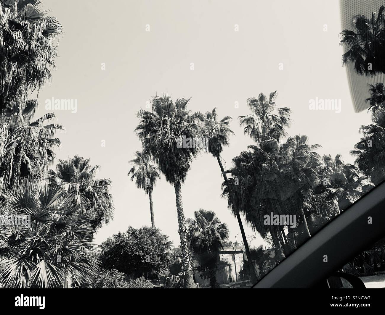 Palm trees early morning Stock Photo - Alamy