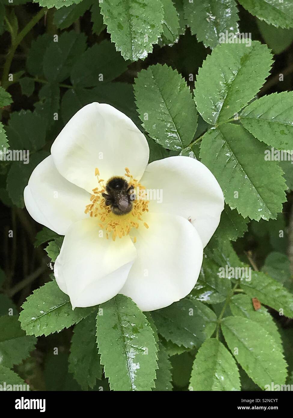 Pollination on a spring day in England Stock Photo - Alamy