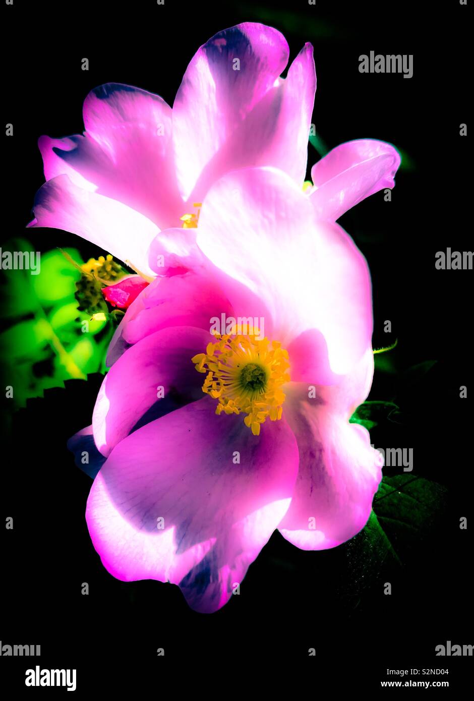 Glowing primrose rose Stock Photo - Alamy